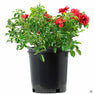 Flower Carpet® Scarlet Rose — Green Acres Nursery & Supply
