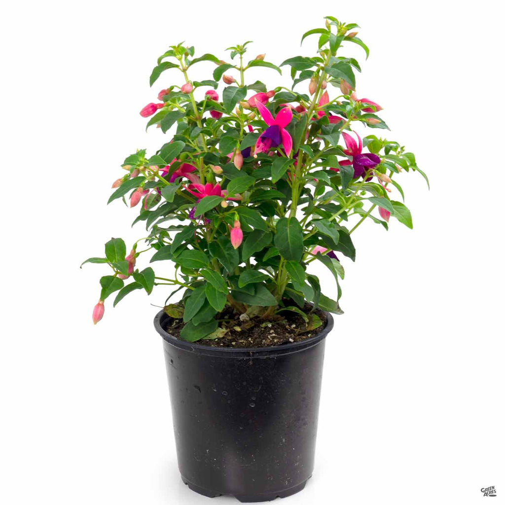 Fuchsia — Green Acres Nursery & Supply