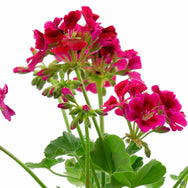 Zonal Geranium — Green Acres Nursery & Supply