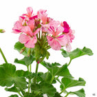 Zonal Geranium — Green Acres Nursery & Supply