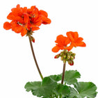 Zonal Geranium — Green Acres Nursery & Supply