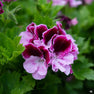 Martha Washington Geranium — Green Acres Nursery & Supply