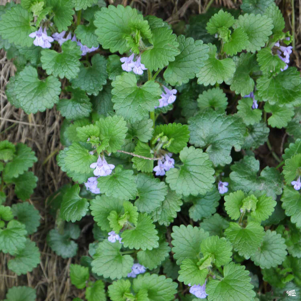 Ground Ivy — Green Acres Nursery & Supply