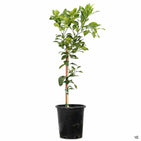 Grapefruit 'Rio Red', Semi-Dwarf — Green Acres Nursery & Supply