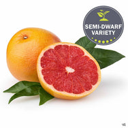 Grapefruit 'Rio Red', Semi-Dwarf — Green Acres Nursery & Supply