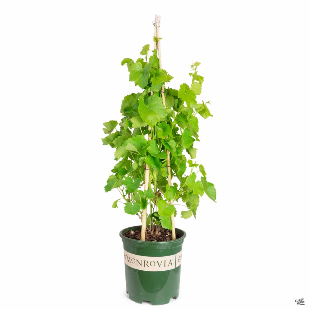 Zestful™ Lollipop Grape | Monrovia — Green Acres Nursery & Supply