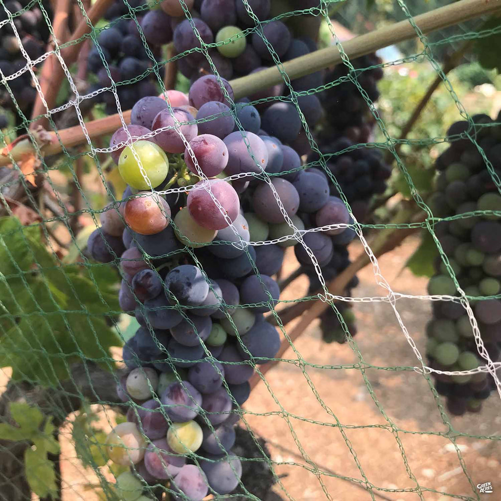 Grape Assorted 4" Sleeve — Green Acres Nursery & Supply
