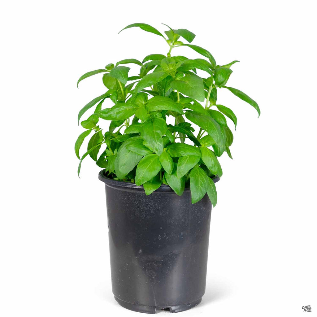 Basil 'Large Leaf Italian' — Green Acres Nursery & Supply