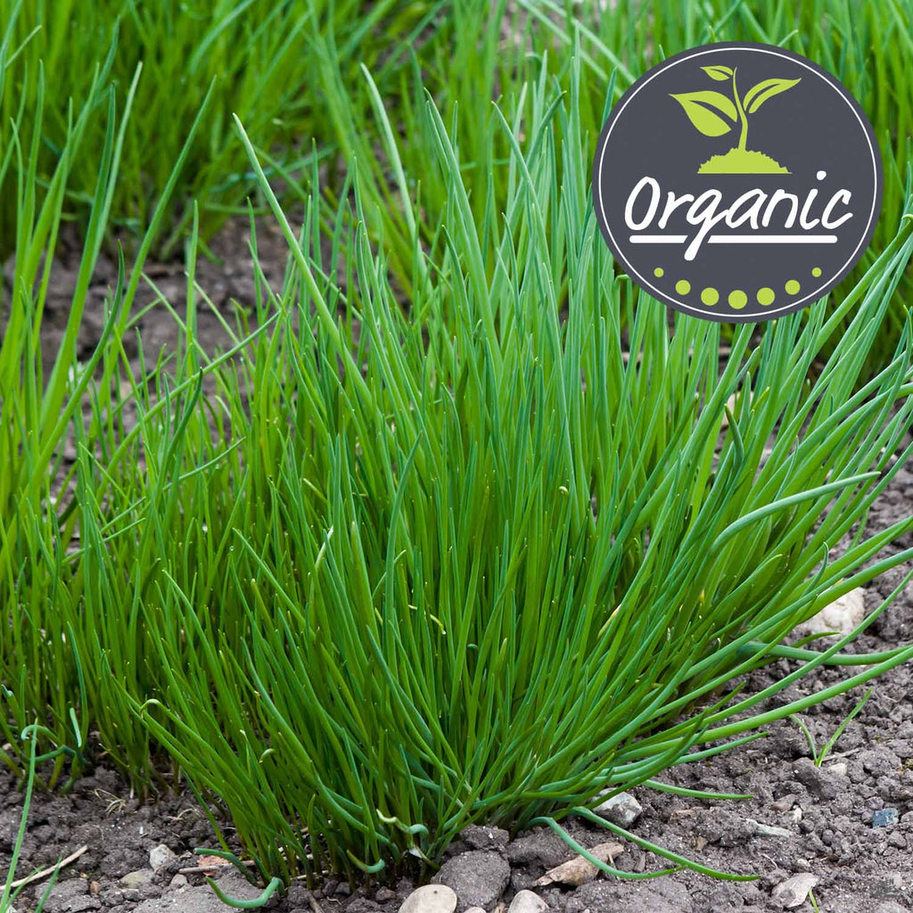 Chives 'Onion', Organic — Green Acres Nursery & Supply