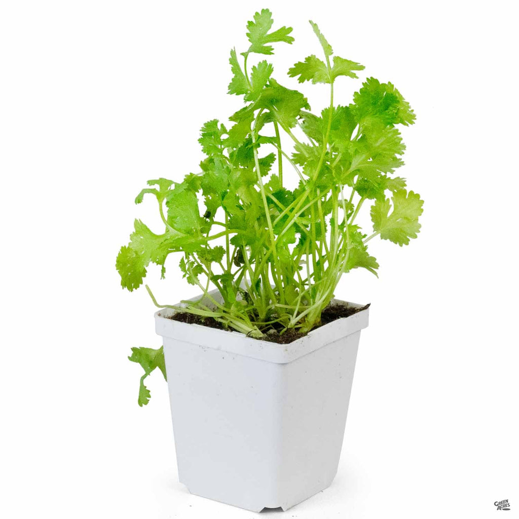Cilantro/Coriander — Green Acres Nursery & Supply
