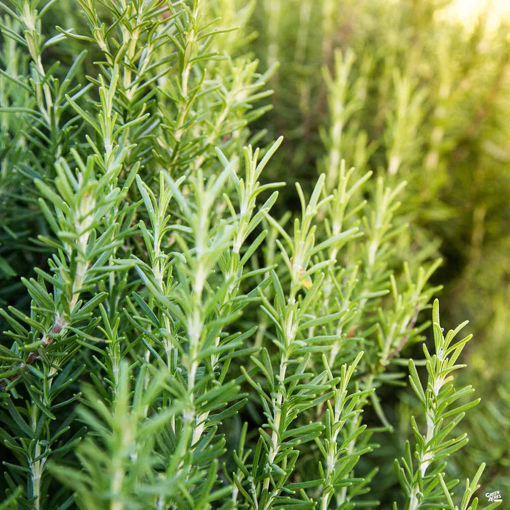 Rosemary Upright — Green Acres Nursery & Supply