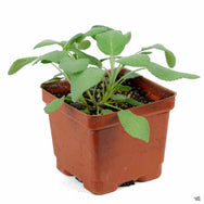 Sage 'Berggarten' — Green Acres Nursery & Supply