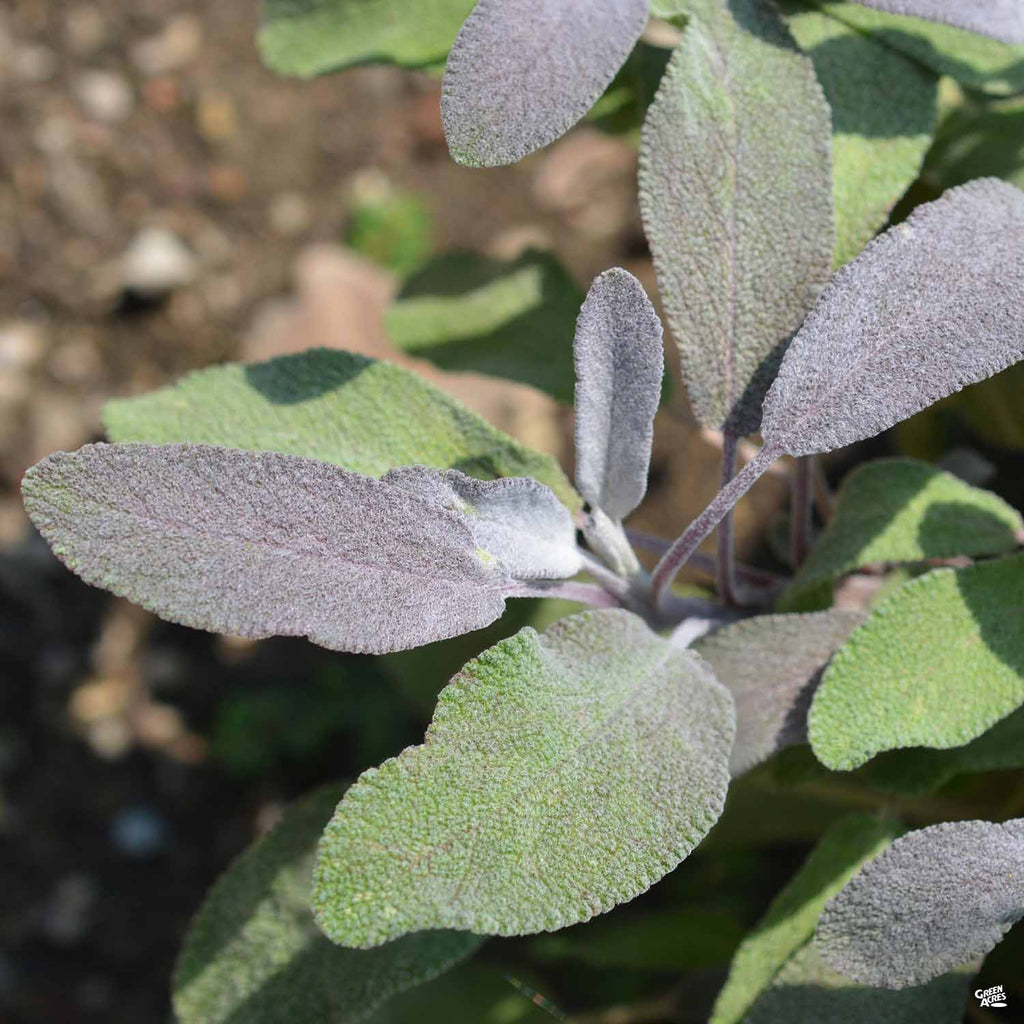 Sage 'Purple' — Green Acres Nursery & Supply