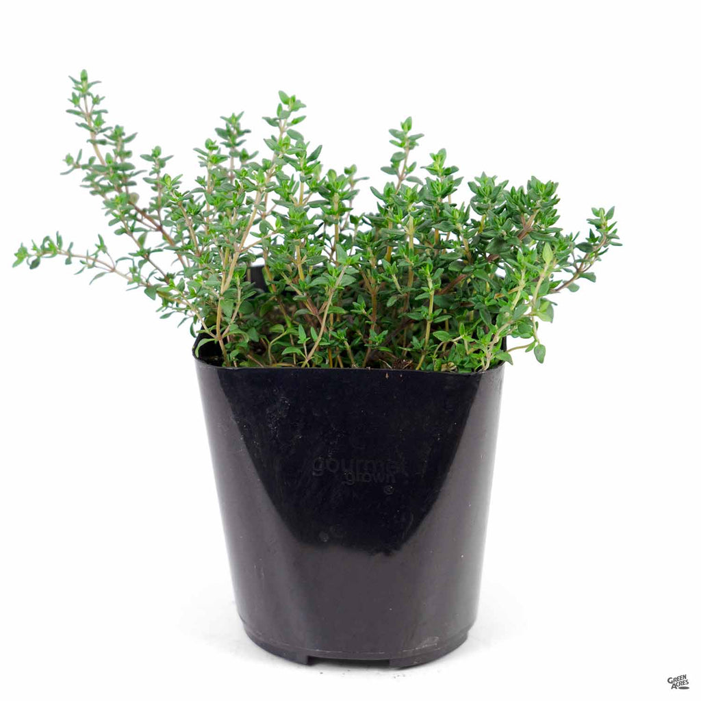 Thyme 'French' — Green Acres Nursery & Supply