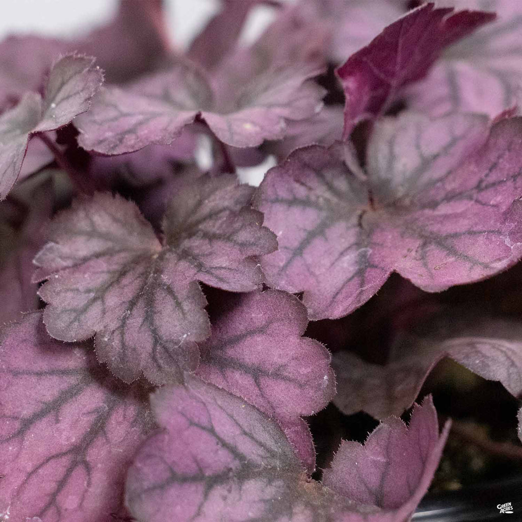 Coral Bells — Green Acres Nursery & Supply
