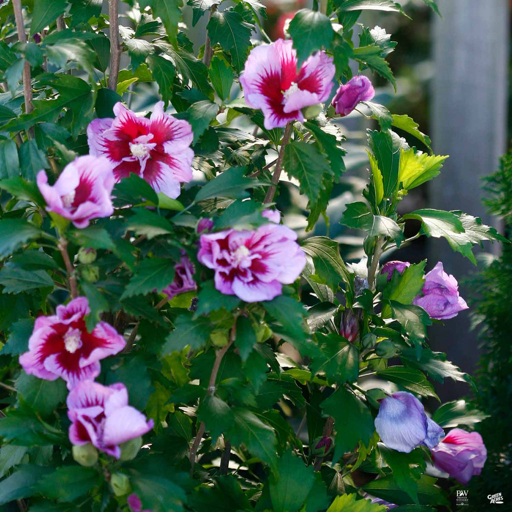 Purple Pillar® Rose of Sharon — Green Acres Nursery & Supply