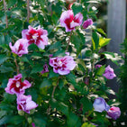 Purple Pillar® Rose of Sharon — Green Acres Nursery & Supply
