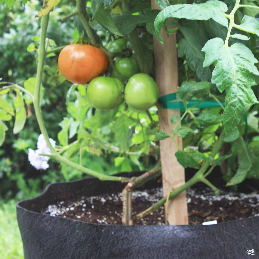 High Caliper Big Bag Bed — Green Acres Nursery & Supply