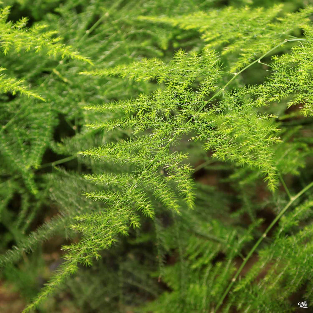 Ferns Assorted — Green Acres Nursery & Supply
