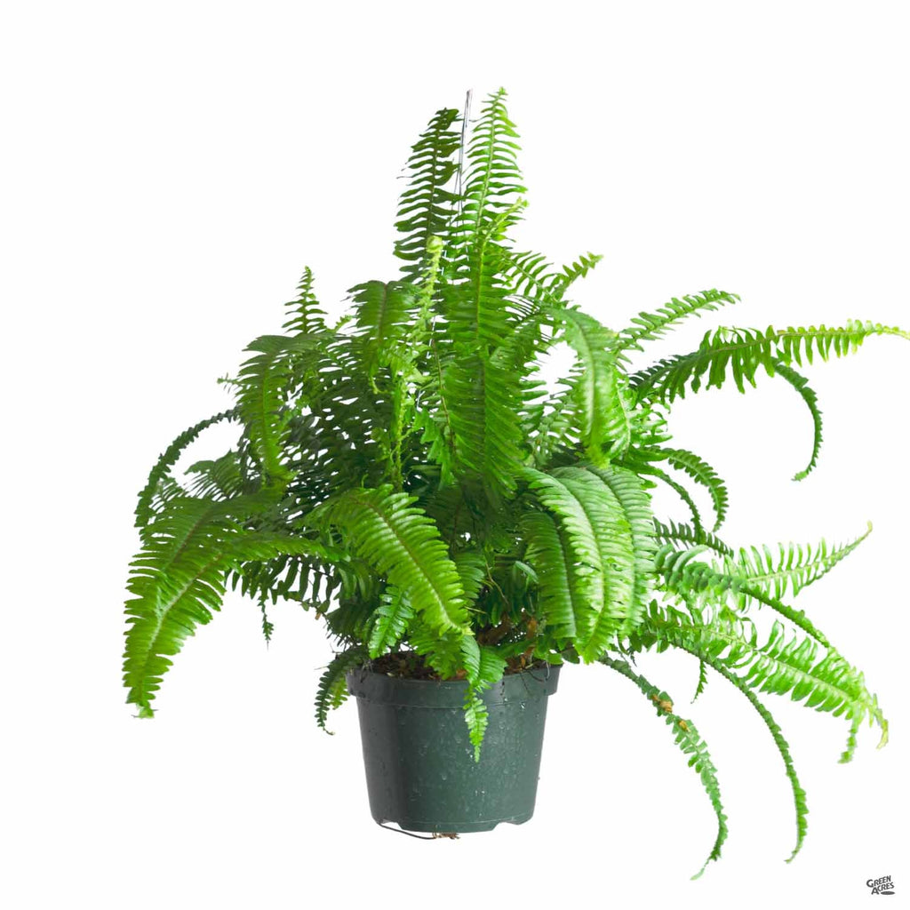 Potted Fern