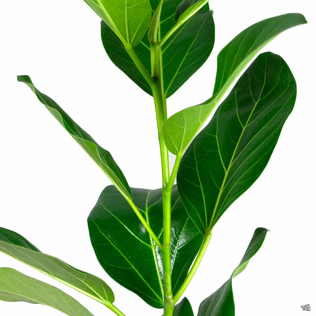 Ficus 'Audrey' — Green Acres Nursery & Supply