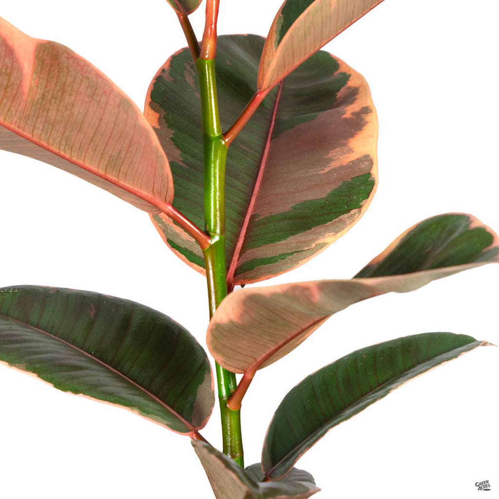 Rubber Plant 'Ruby' — Green Acres Nursery & Supply