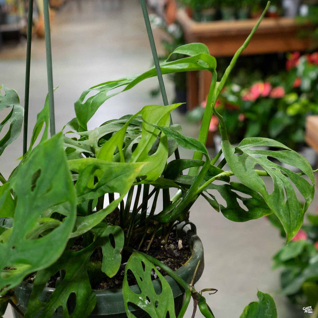 Swiss Cheese Weed Plant
