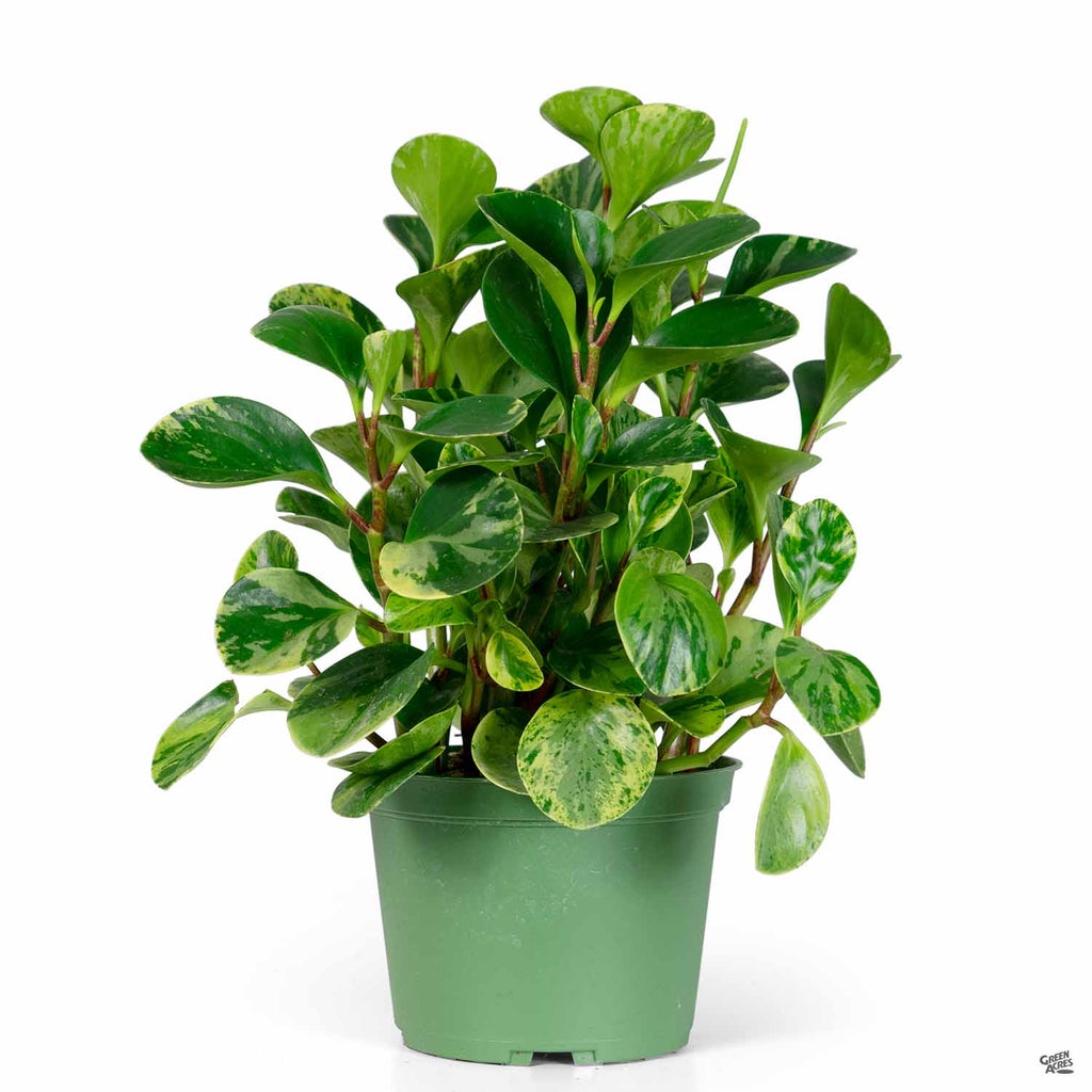Peperomia 'Marble' — Green Acres Nursery & Supply