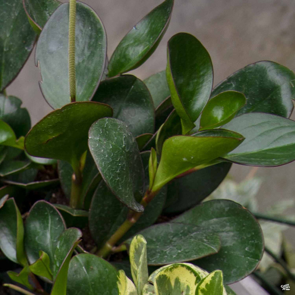 Peperomia 'Red Margin' — Green Acres Nursery & Supply