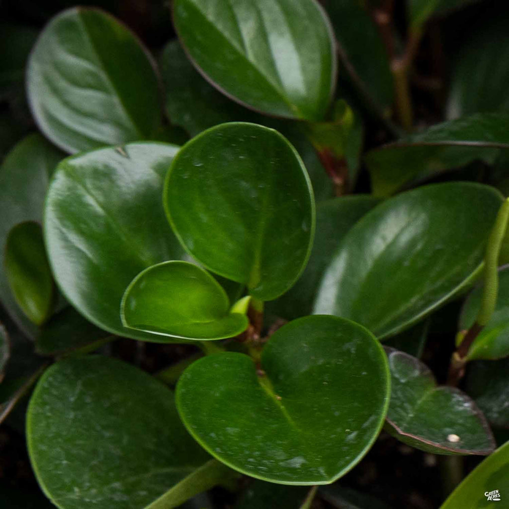 Peperomia 'Green' — Green Acres Nursery & Supply