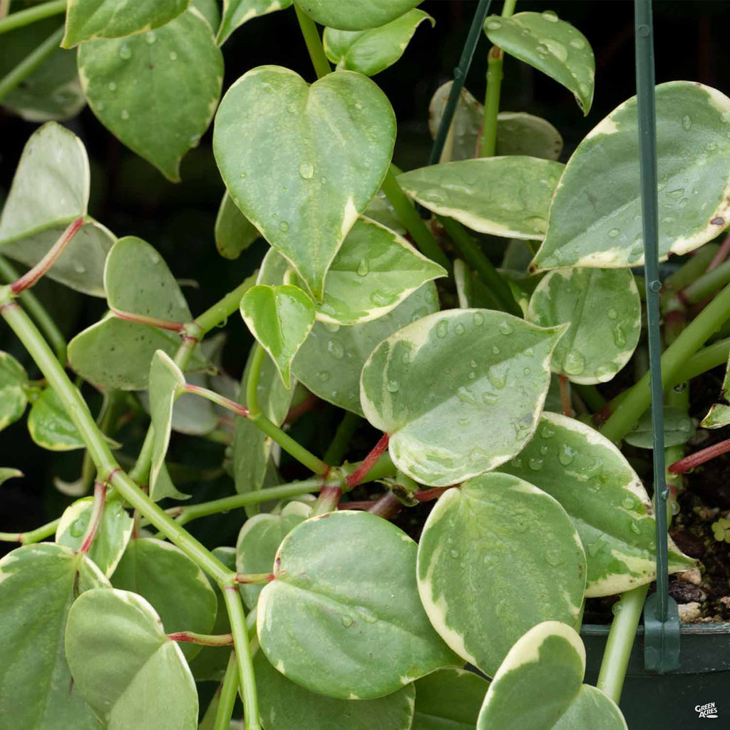 Peperomia 'Variegata' — Green Acres Nursery & Supply