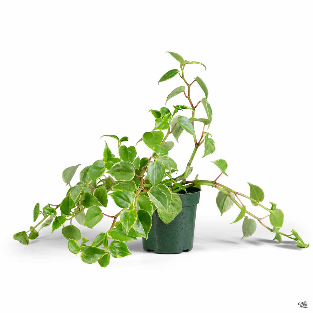 Peperomia 'Variegata' — Green Acres Nursery & Supply