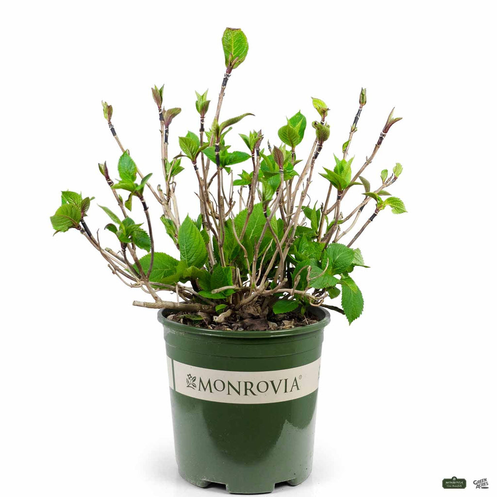 Blue Enchantress® Hydrangea | Monrovia — Green Acres Nursery & Supply
