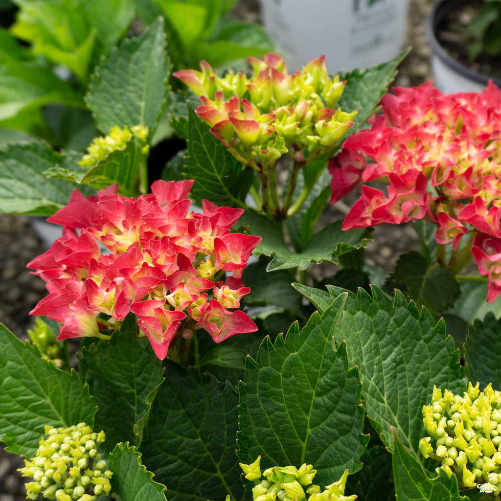 Cityline® Paris Hydrangea — Green Acres Nursery & Supply