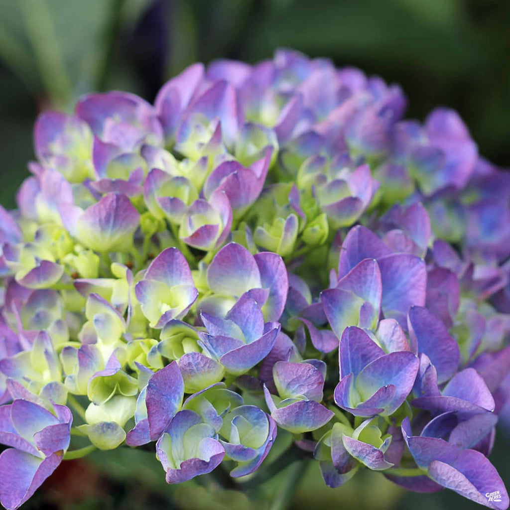 Cityline® Rio Hydrangea — Green Acres Nursery & Supply