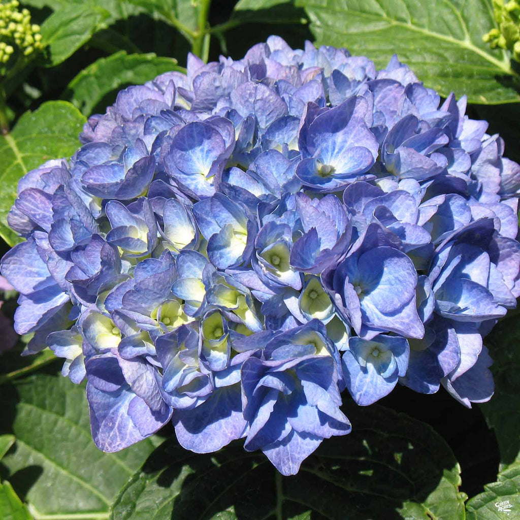 Cityline® Rio Hydrangea — Green Acres Nursery & Supply