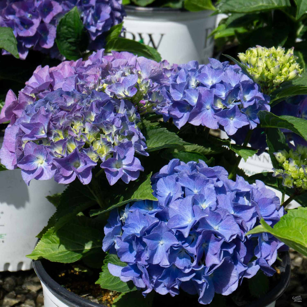 Cityline® Rio Hydrangea — Green Acres Nursery & Supply