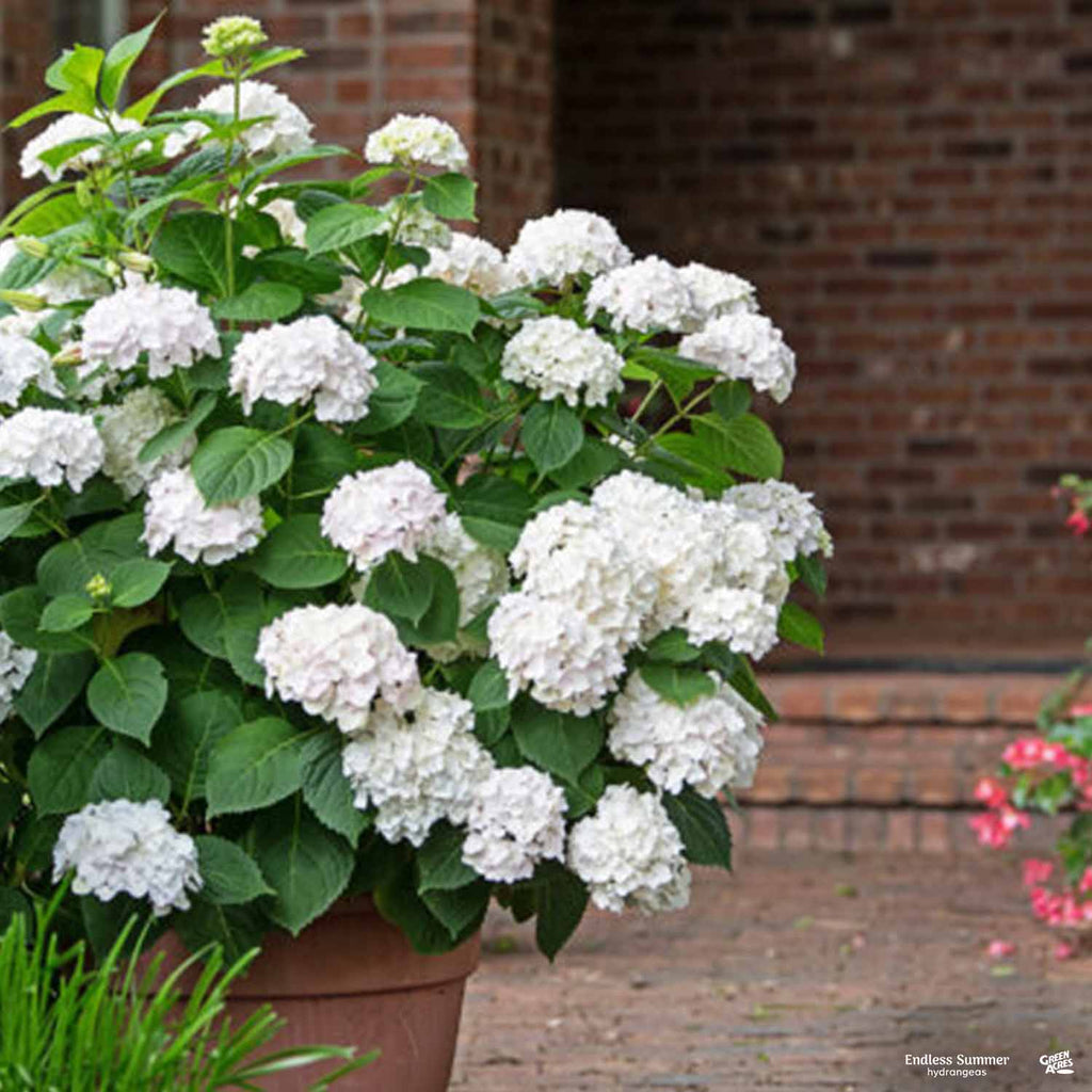 Endless Summer® Blushing Bride — Green Acres Nursery & Supply