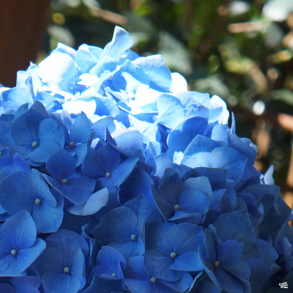 Hydrangea 'Enziandom' — Green Acres Nursery & Supply