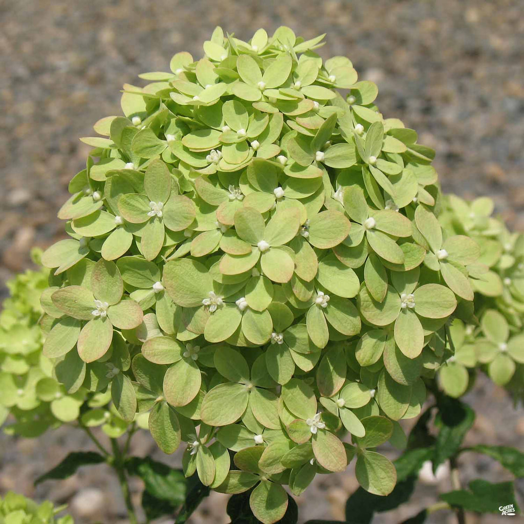 Little Lime® Hydrangea — Green Acres Nursery & Supply