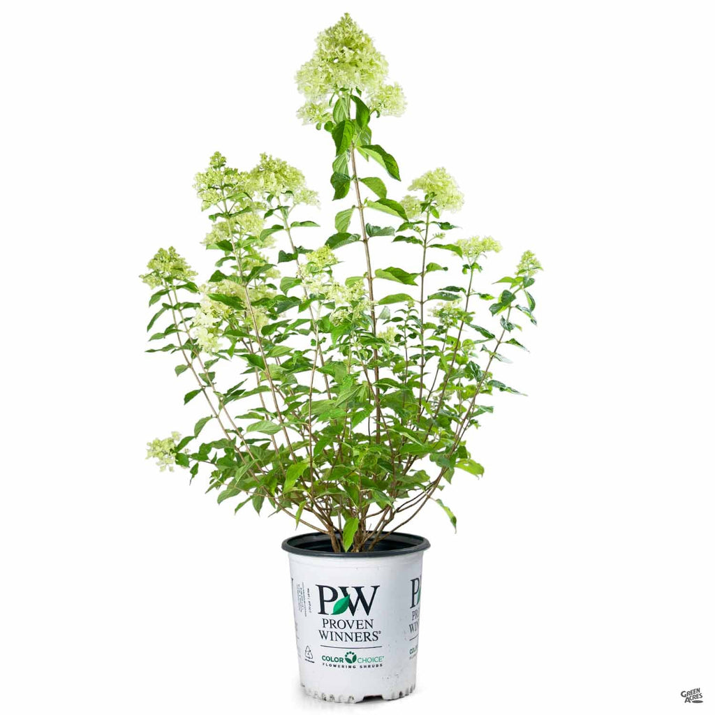 Little Lime® Hydrangea — Green Acres Nursery & Supply