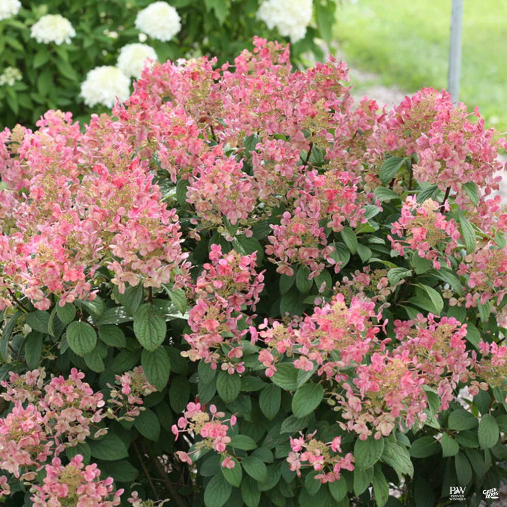Hydrangea 'Little Quick Fire' — Green Acres Nursery & Supply