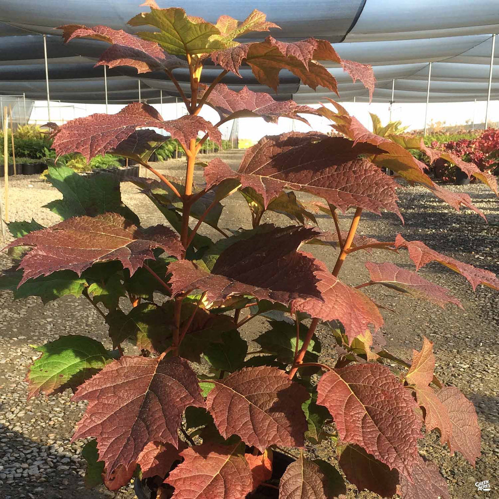 Oakleaf Hydrangea — Green Acres Nursery & Supply