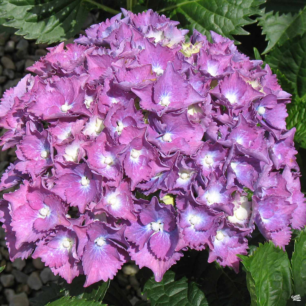 Hydrangea 'Royal Purple' — Green Acres Nursery & Supply