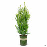 Emerald Colonnade® Holly — Green Acres Nursery & Supply