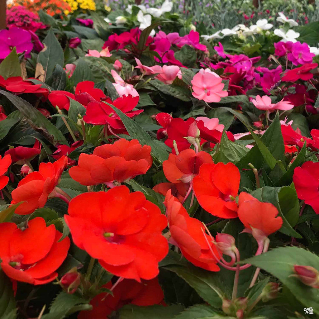 Impatiens Plant