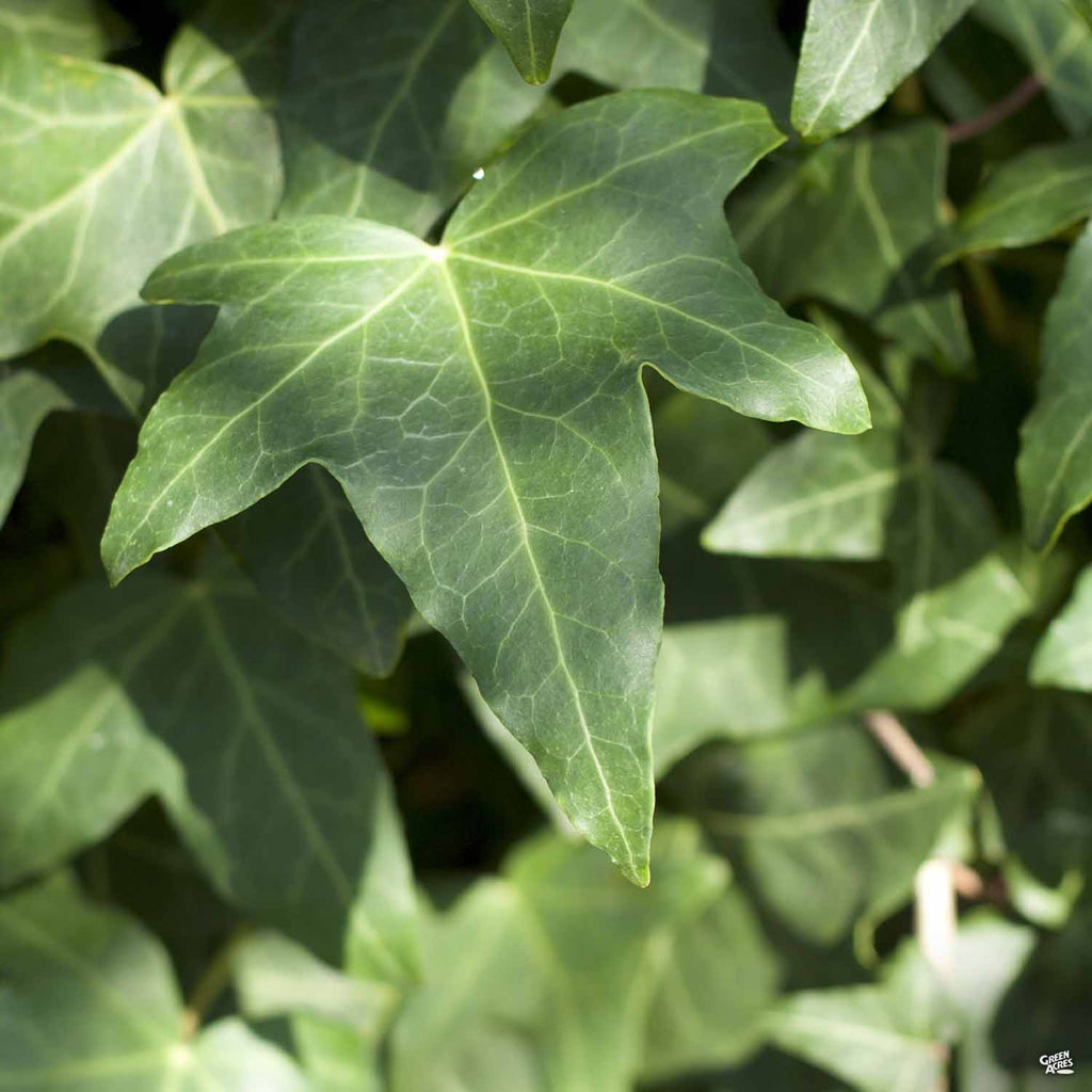 Ivy 'Hahn's' — Green Acres Nursery & Supply
