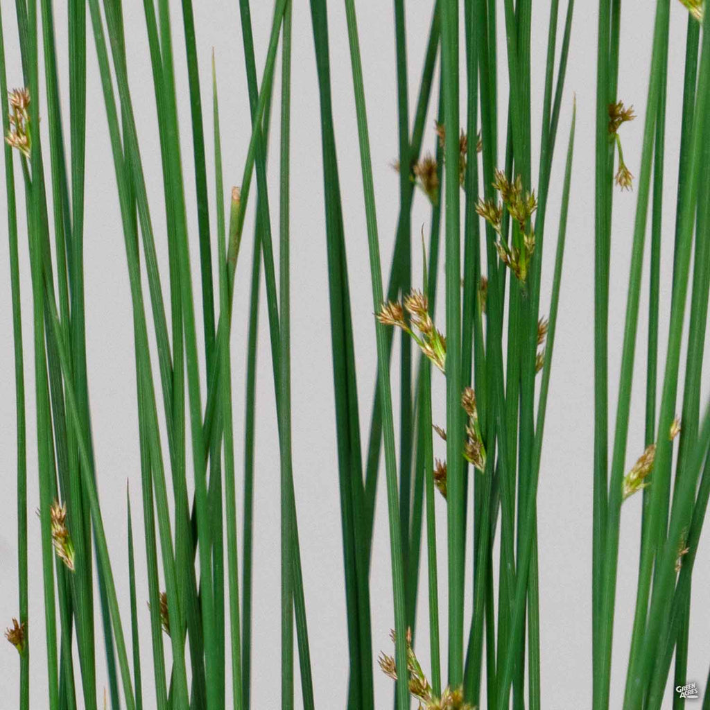 Rush 'Elk Blue' — Green Acres Nursery & Supply