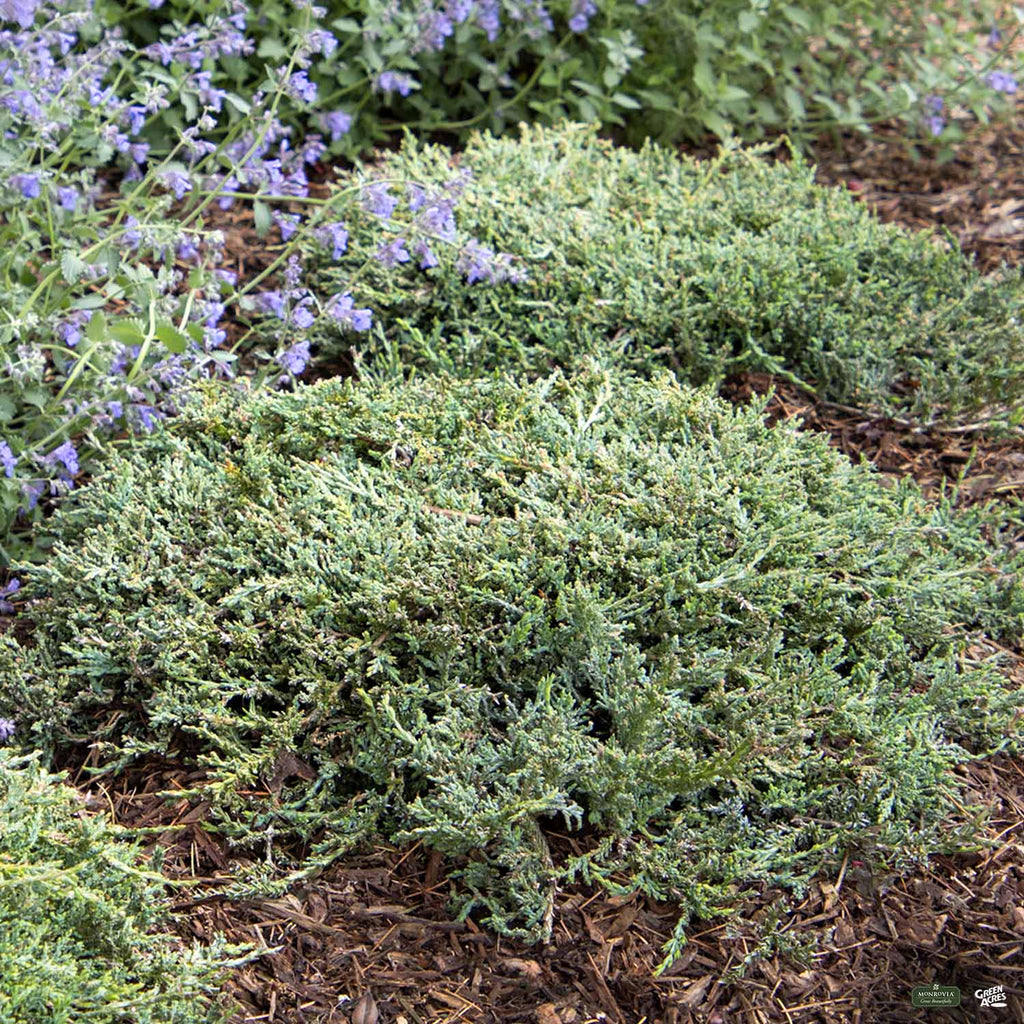 Juniper 'Icee Blue' | Monrovia — Green Acres Nursery & Supply