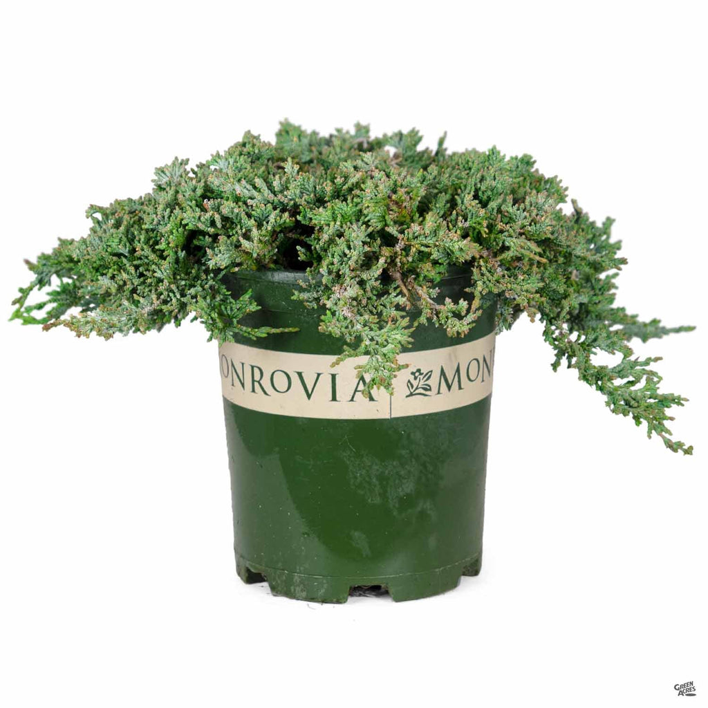 Juniper 'Icee Blue' | Monrovia — Green Acres Nursery & Supply